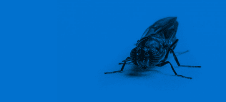 ZOEM - Insect Engineers